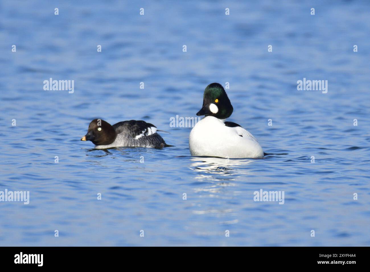 Common goldeneye during Courtship display. Common goldeneye during ...