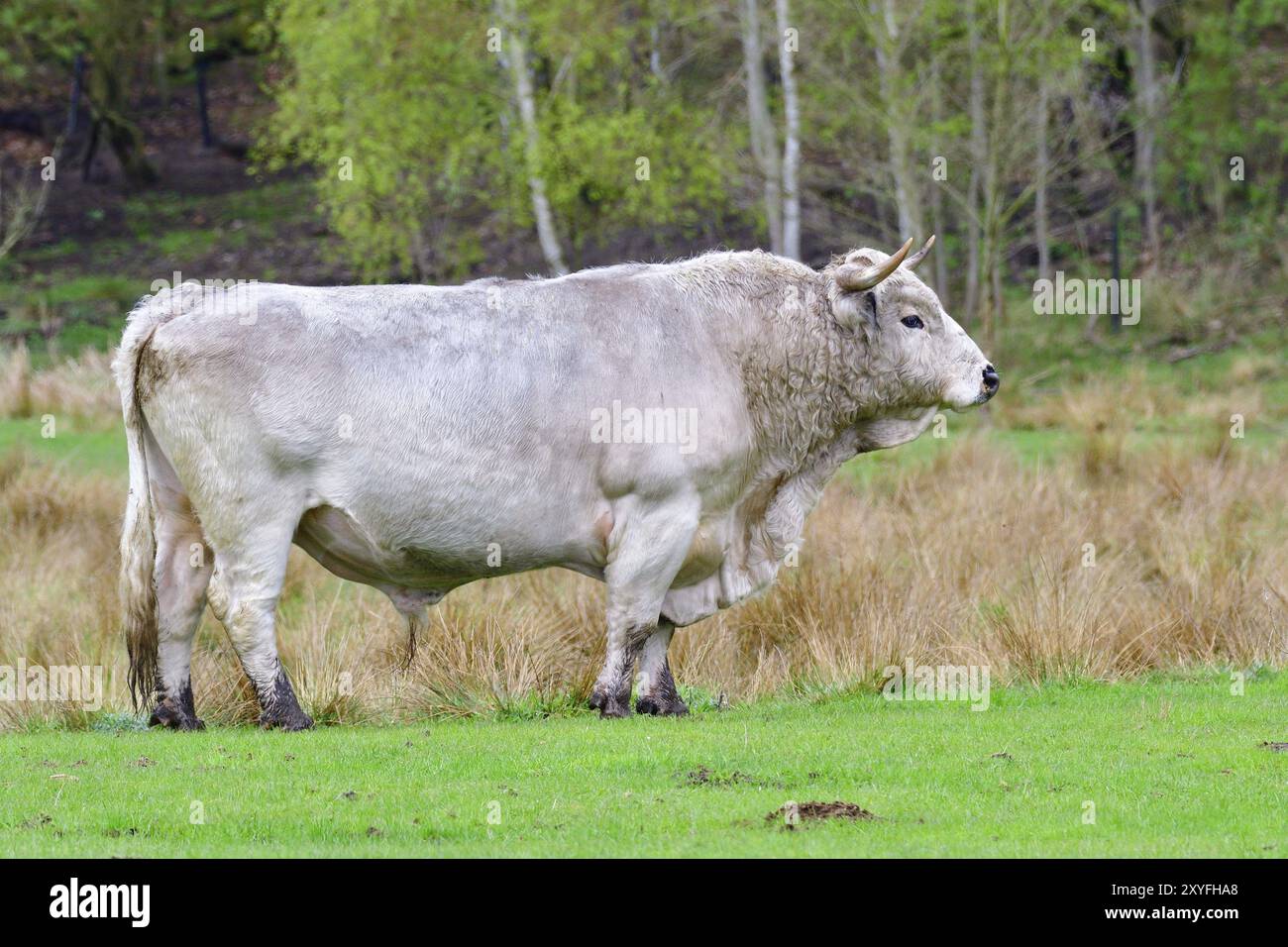 White park cattle standing on a meadow.white park cattle, White English ...