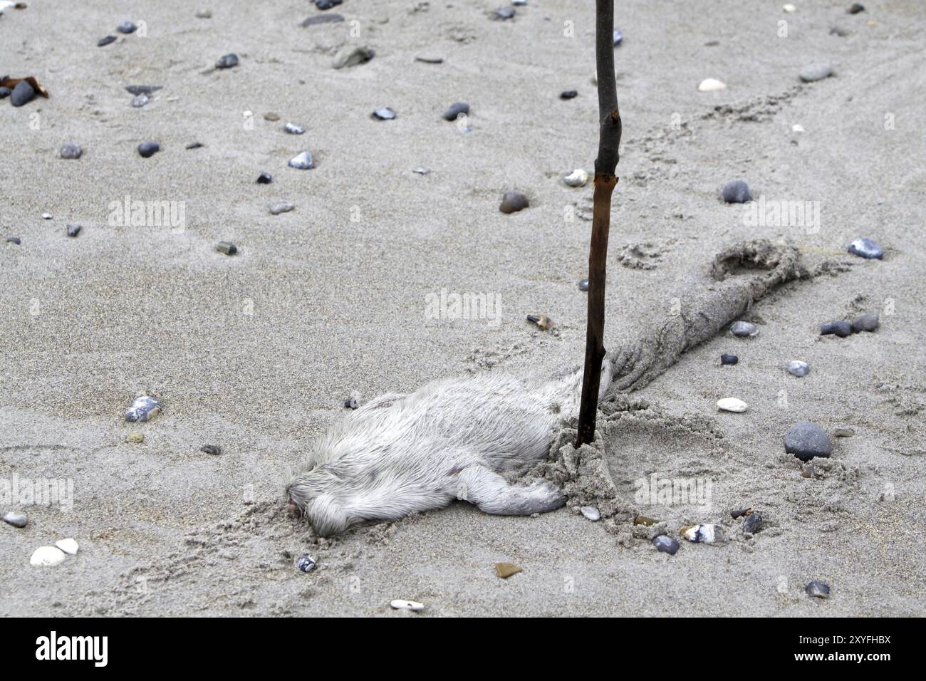 Stillbirth of a grey seal Stock Photo - Alamy