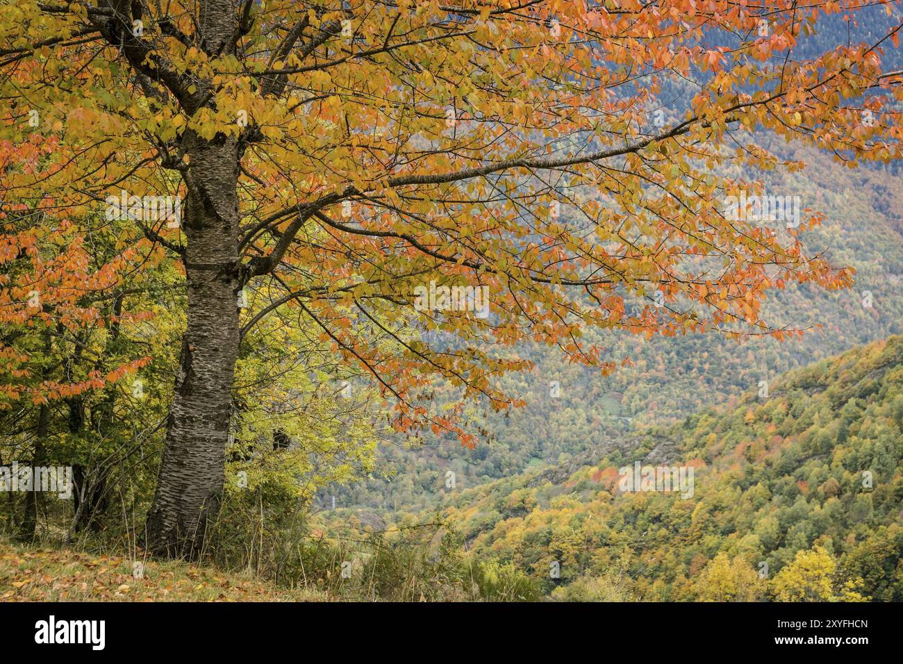 Bausen, valle de Aran, cordillera de los Pirineos, Spain, Europe Stock ...