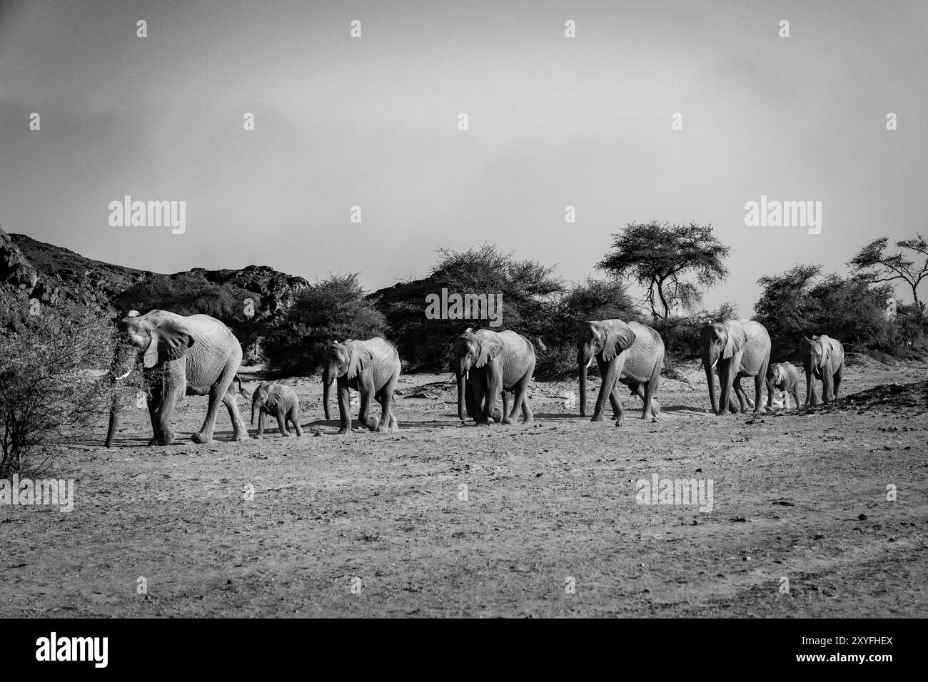 Desert-adapted elephants (Loxodonta africana) in the Namib desert of ...