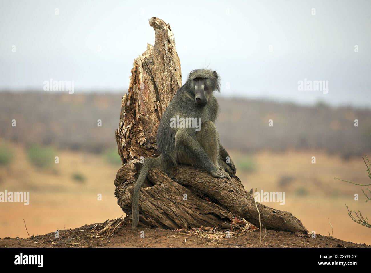 Primate guard hi-res stock photography and images - Alamy