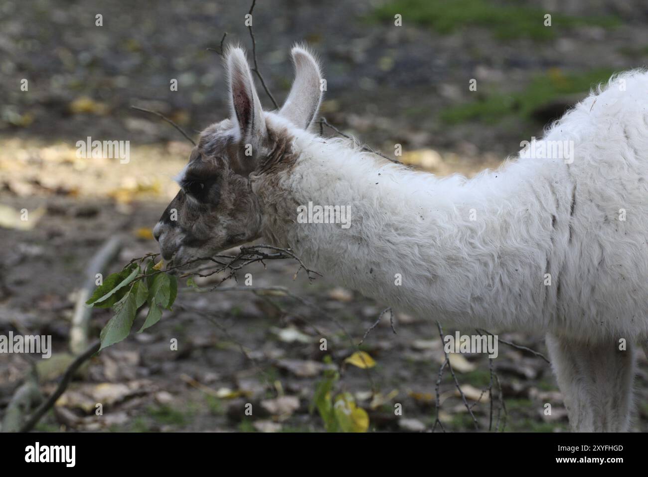 Lama spitting hi-res stock photography and images - Alamy
