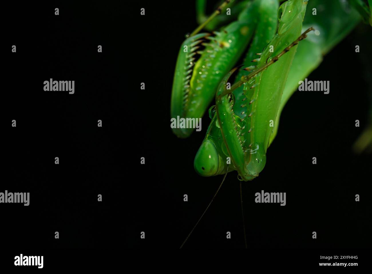 Praying mantis with foreleg covering its face on black background Stock ...