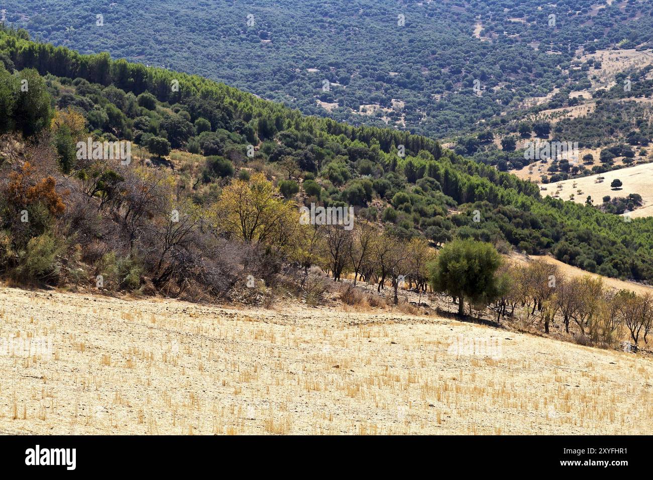 Forest and meadows in Spanish mountains, Andalusia Stock Photo - Alamy