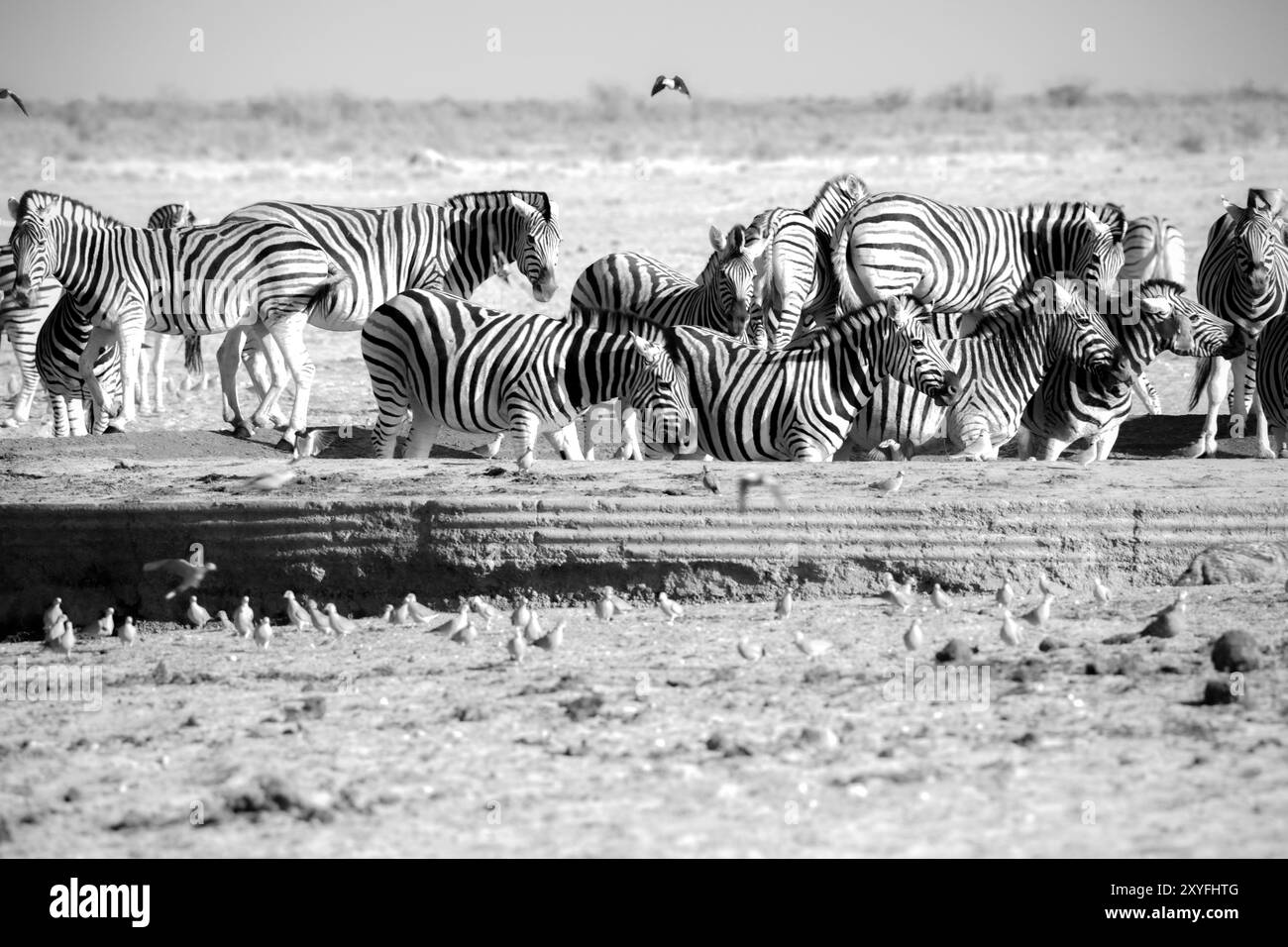 Desert-adapted zebra (Hippotigris) at Watering Hole in Etosha National ...
