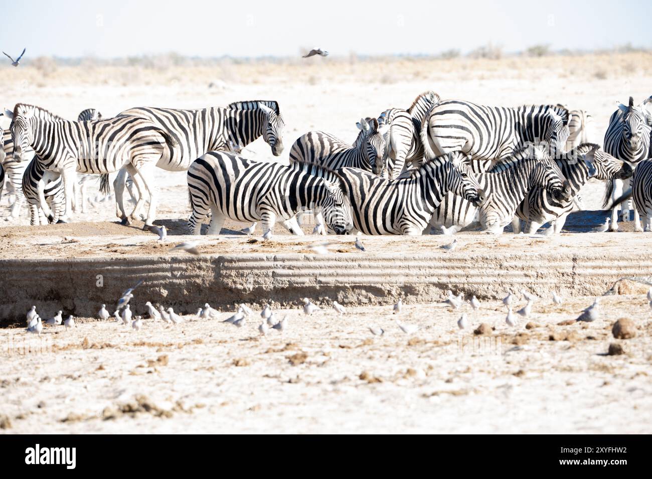 Desert-adapted zebra (Hippotigris) at Watering Hole in Etosha National ...