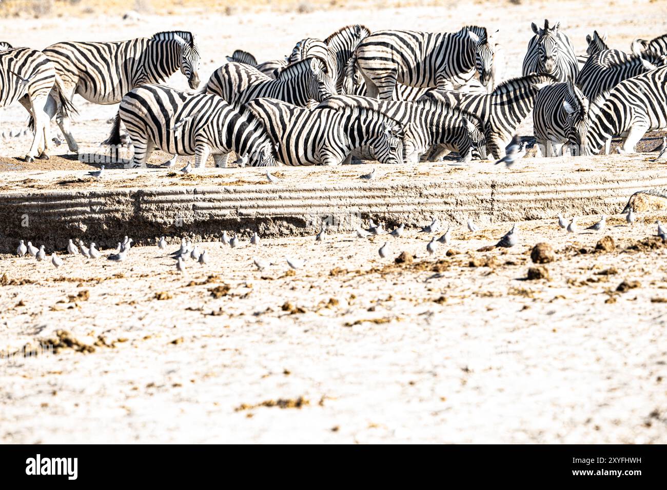 Desert-adapted zebra (Hippotigris) at Watering Hole in Etosha National ...