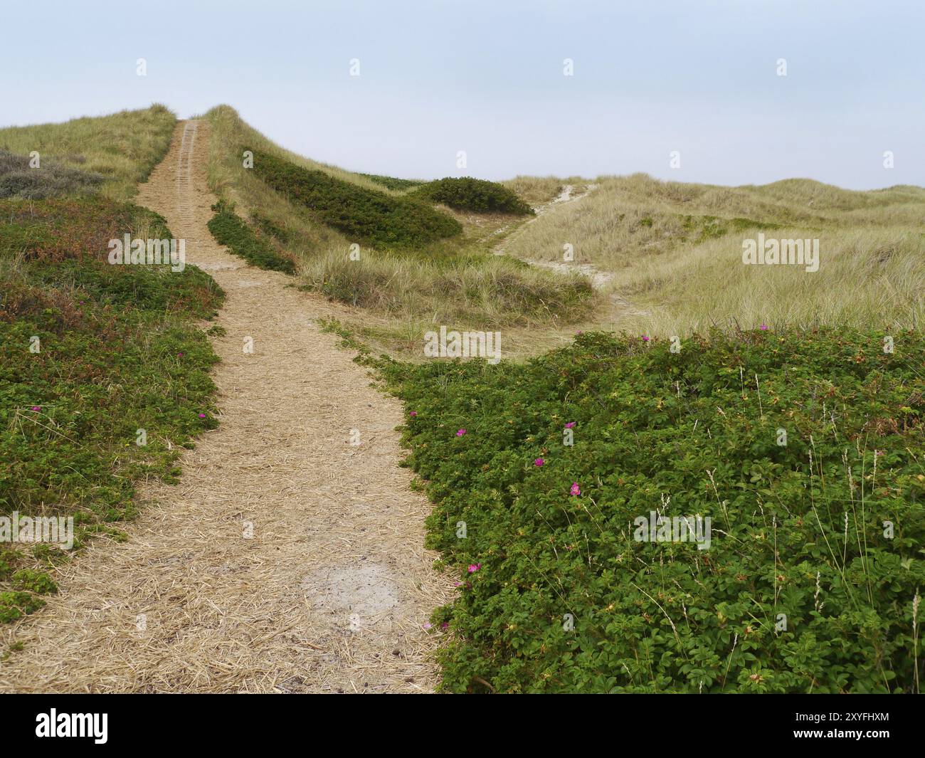 Sand dunes shrubs line hi-res stock photography and images - Alamy