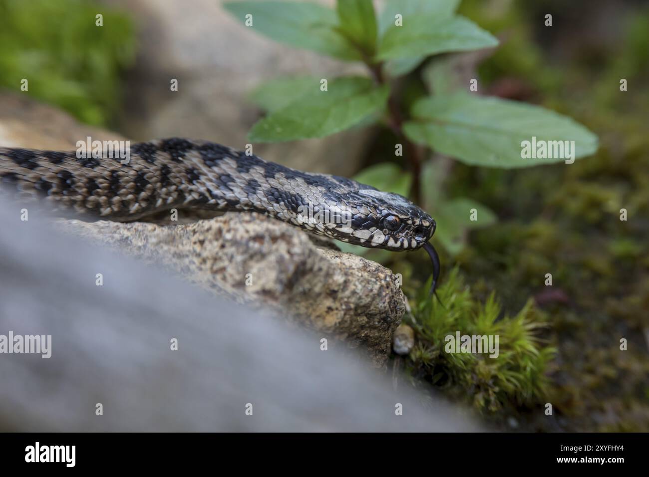 Adder, Vipera berus, common European adder Stock Photo - Alamy