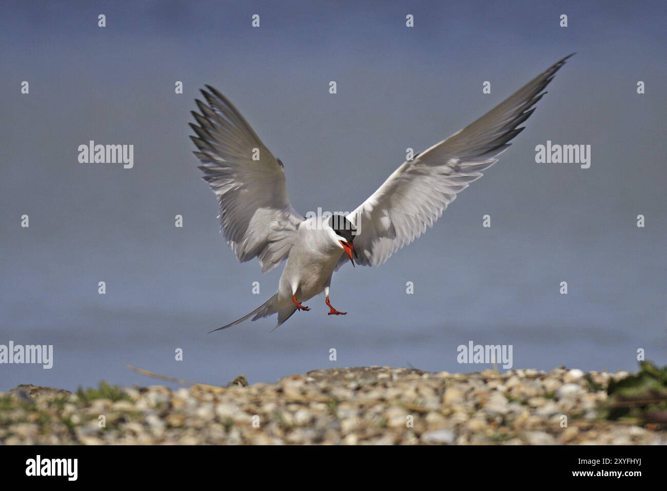 Common Tern, Sterna hirundo, common tern Stock Photo - Alamy