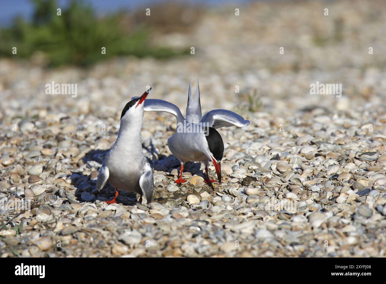 Common Tern, Sterna hirundo, common tern Stock Photo - Alamy