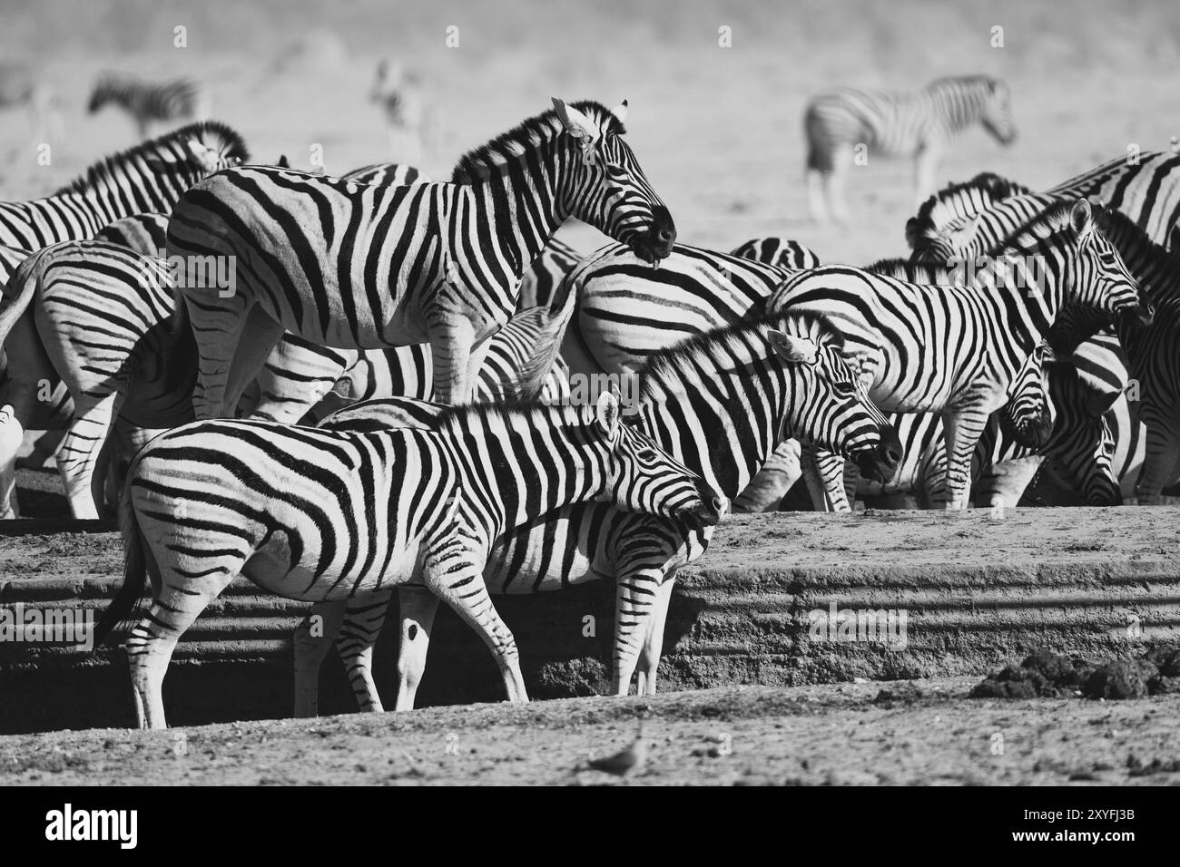 Desert-adapted zebra (Hippotigris) at Watering Hole in Etosha National ...