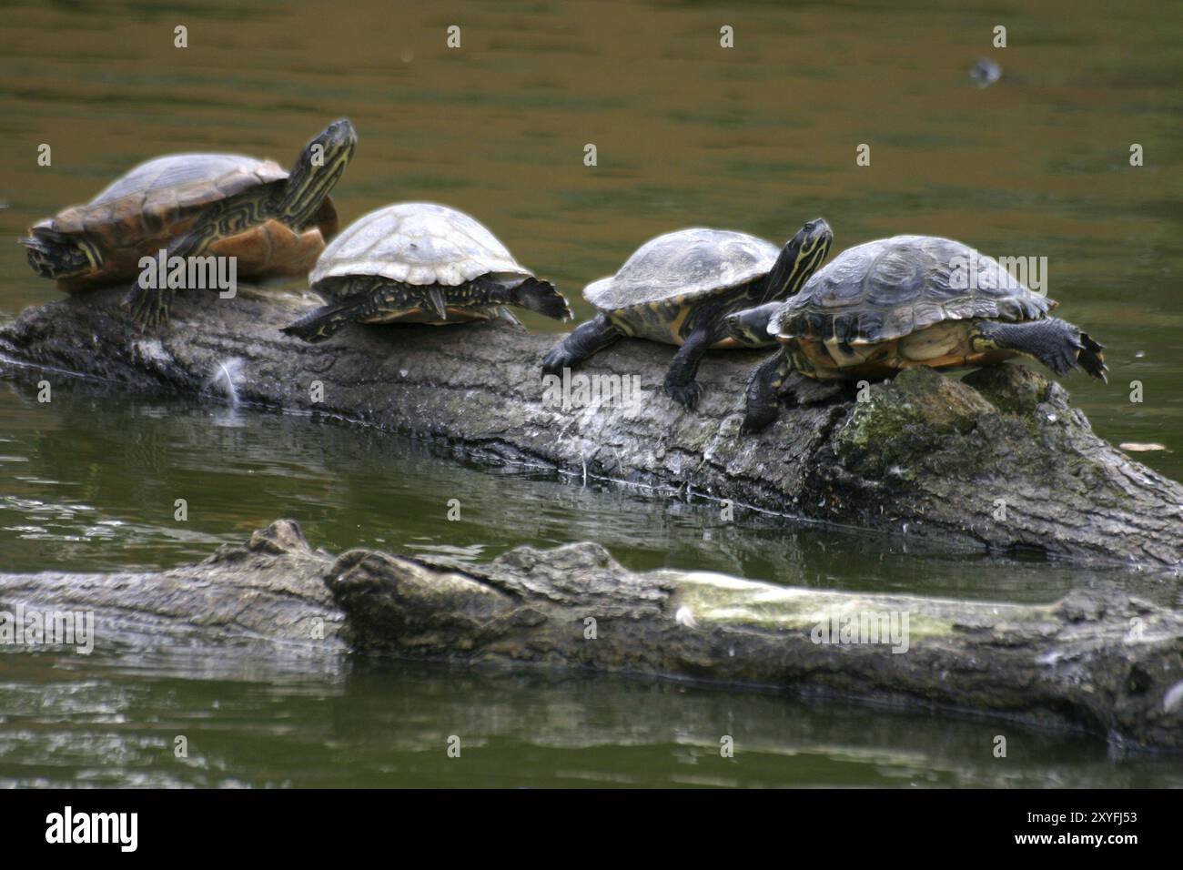 Turtles on a tree trunk in the water Stock Photo - Alamy
