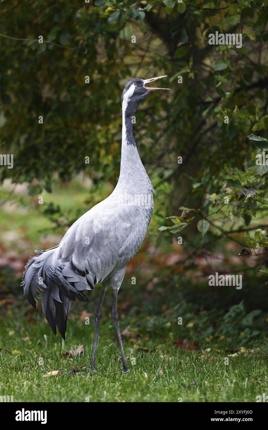 Common crane, Grus grus Stock Photo - Alamy