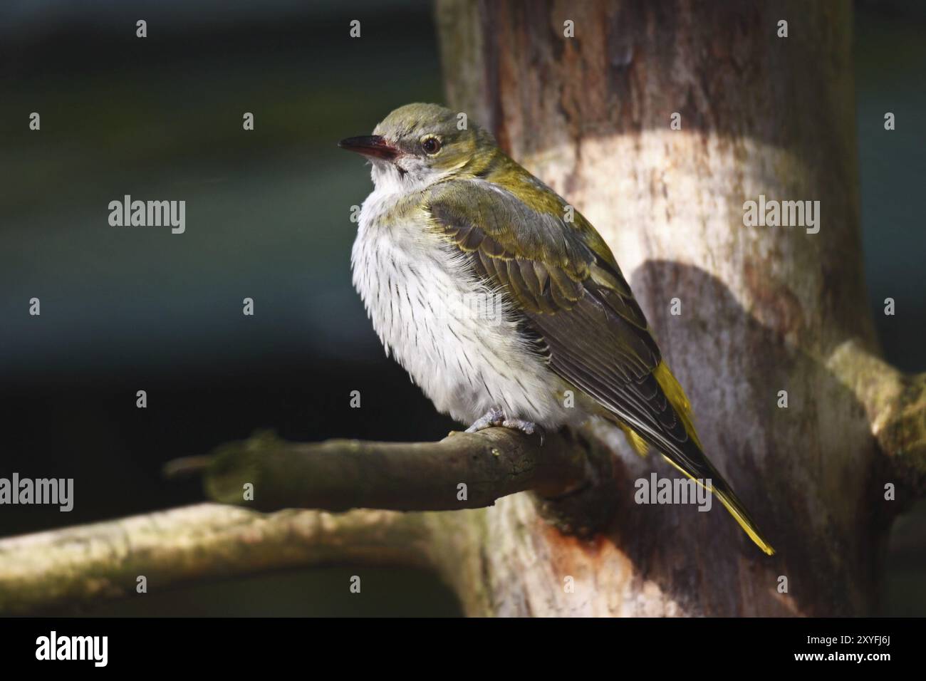 Pirol oriolus oriolus golden oriole hi-res stock photography and images ...