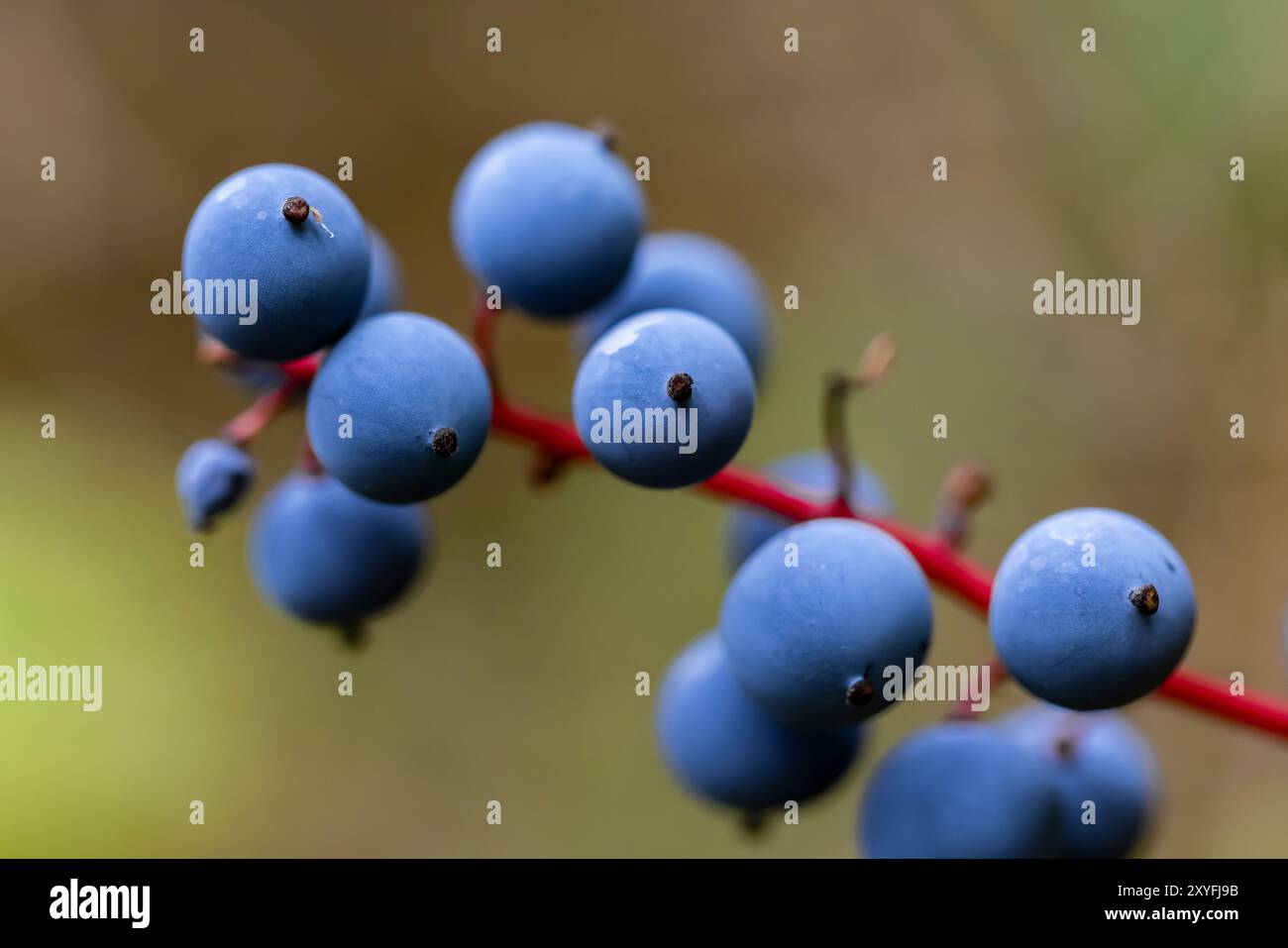 Cascade Oregon Grape, Mahonia nervosa, berries at Staircase, Olympic ...