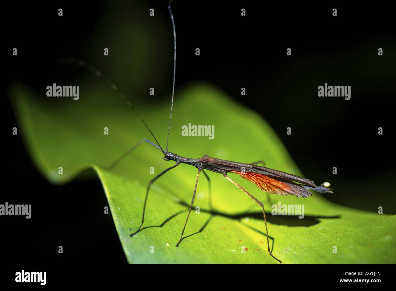 Stick insect (Phasmatodea) sitting on a leaf, at night in the tropical ...