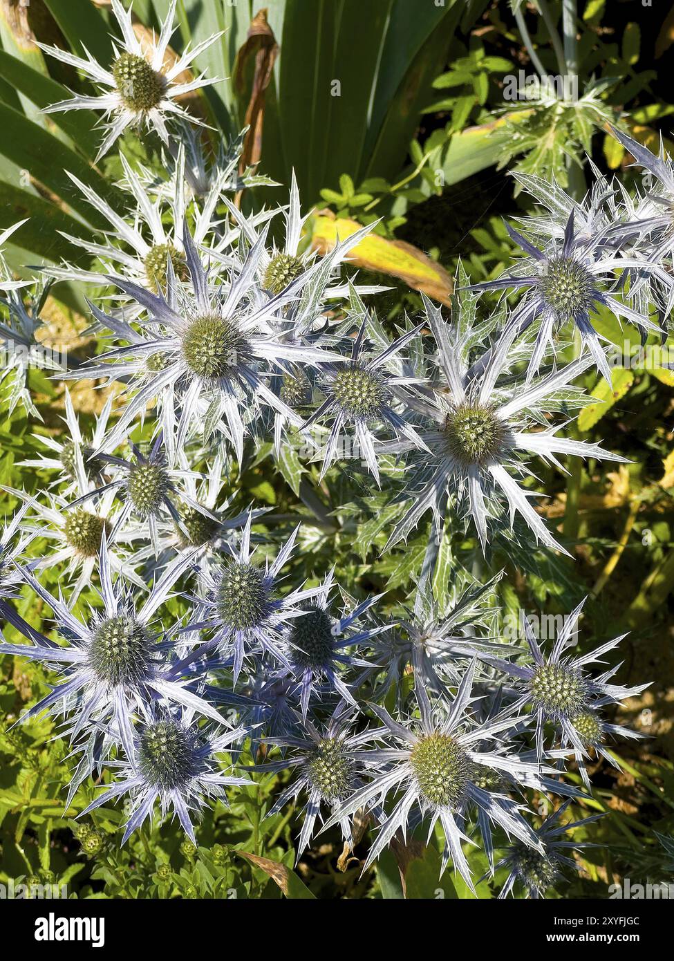 Blue thistle, alpine sea holly (Eryngium alpinum Stock Photo - Alamy