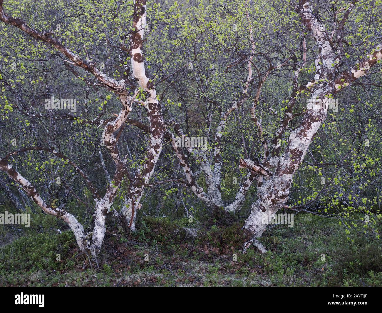 Hairy Birch (Betula pubescens), very old, stunted trees growing upon a ...