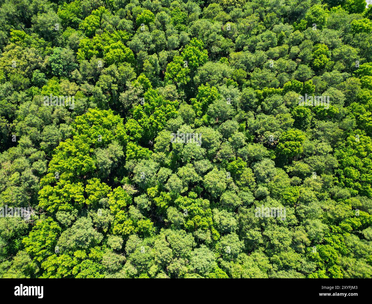 Landscape with forest in spring. Green forest in summer aerial view ...