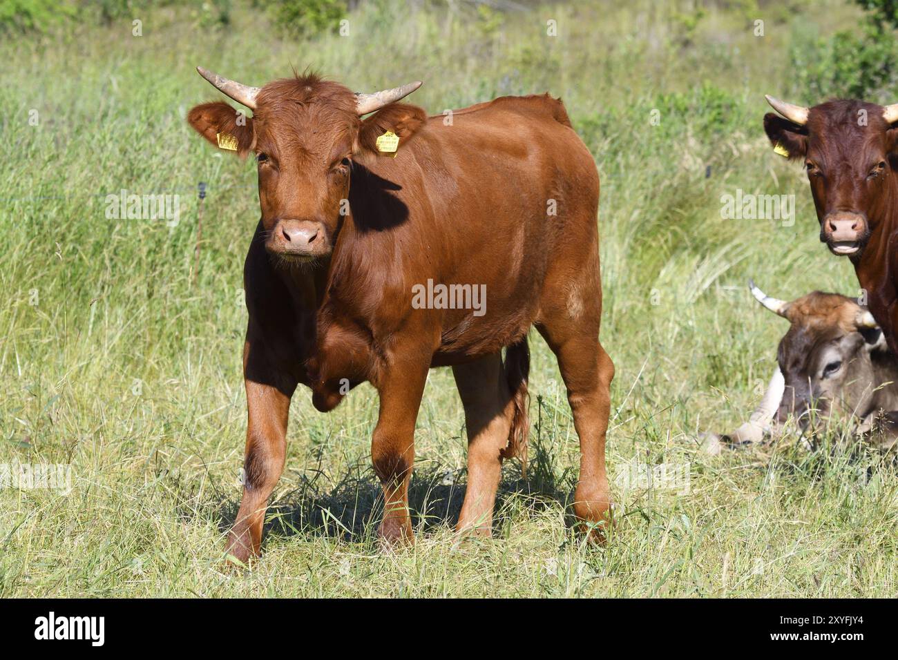 Rotes Hoehenvieh and Braunvieh on a meadow. Red Alpine cattle and Brown ...
