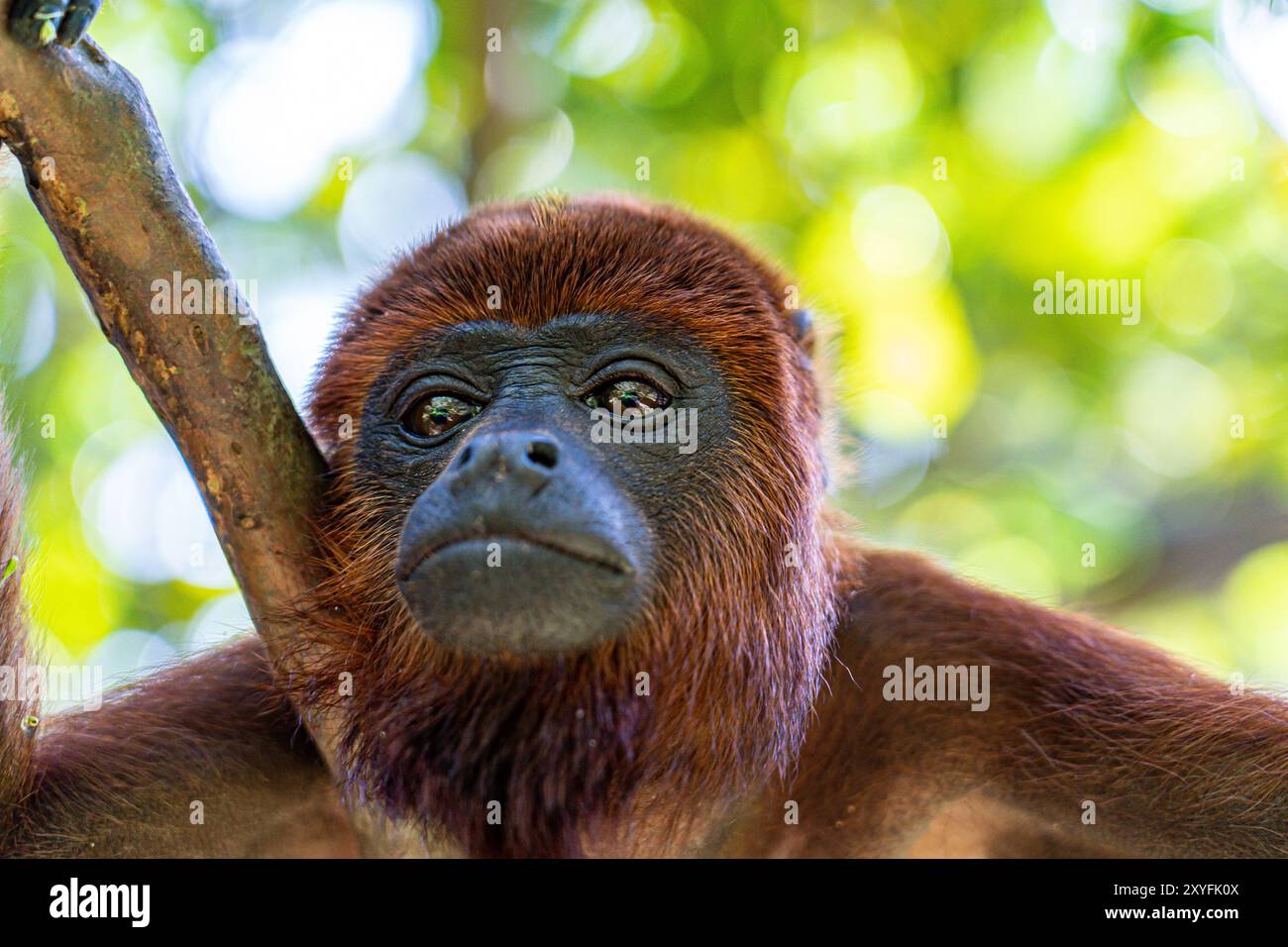 Red Howler Monkey (Alouatta seniculus) in Peruvian Amazon Stock Photo ...