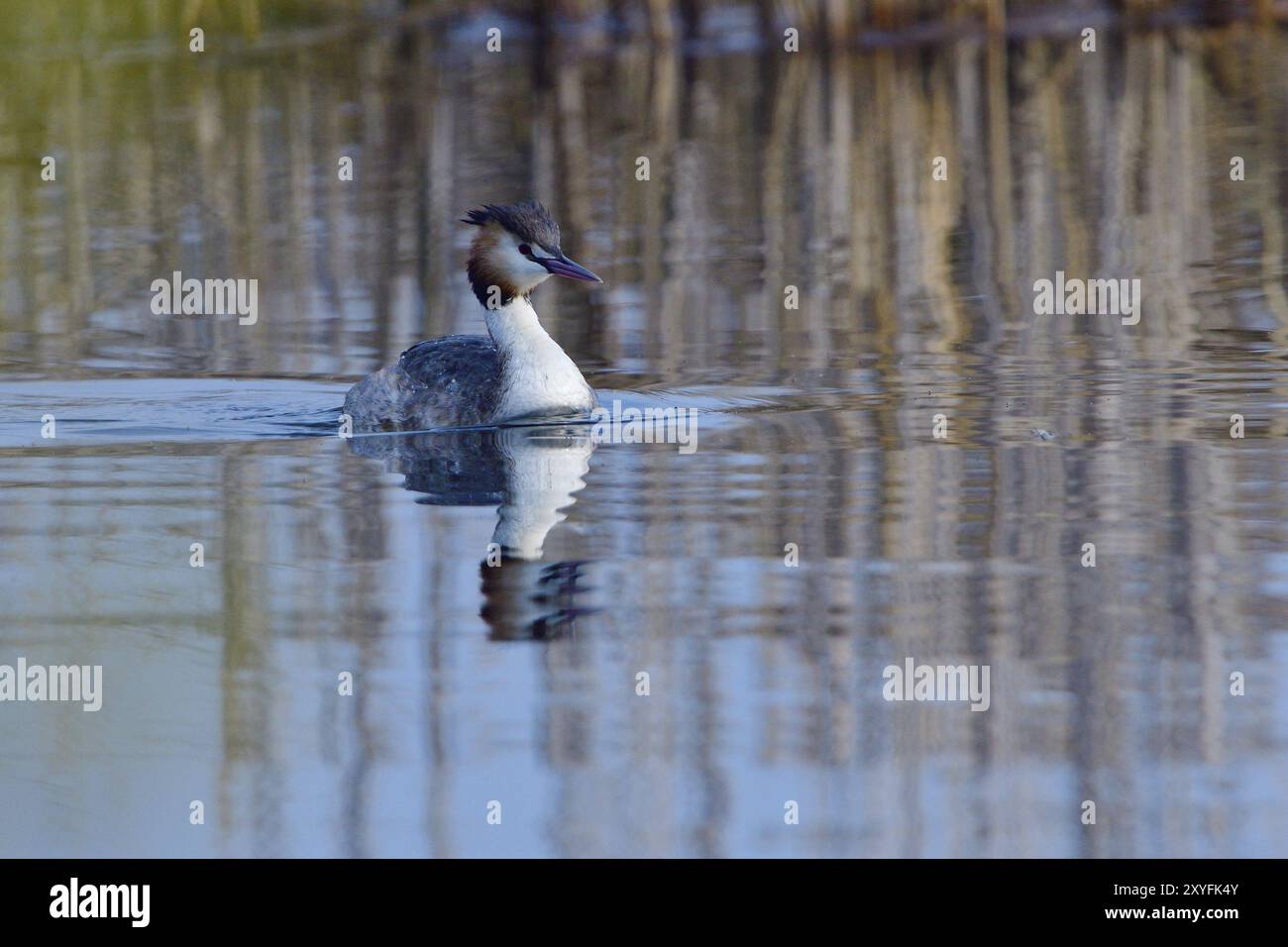 Great crested grebe displaying during mating ritual. Great crested ...