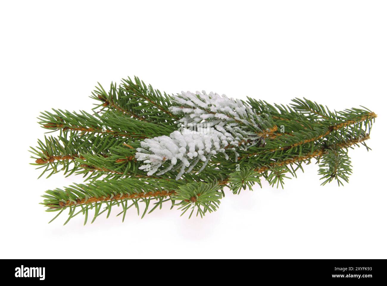 Fir branch, Fir branch Stock Photo - Alamy
