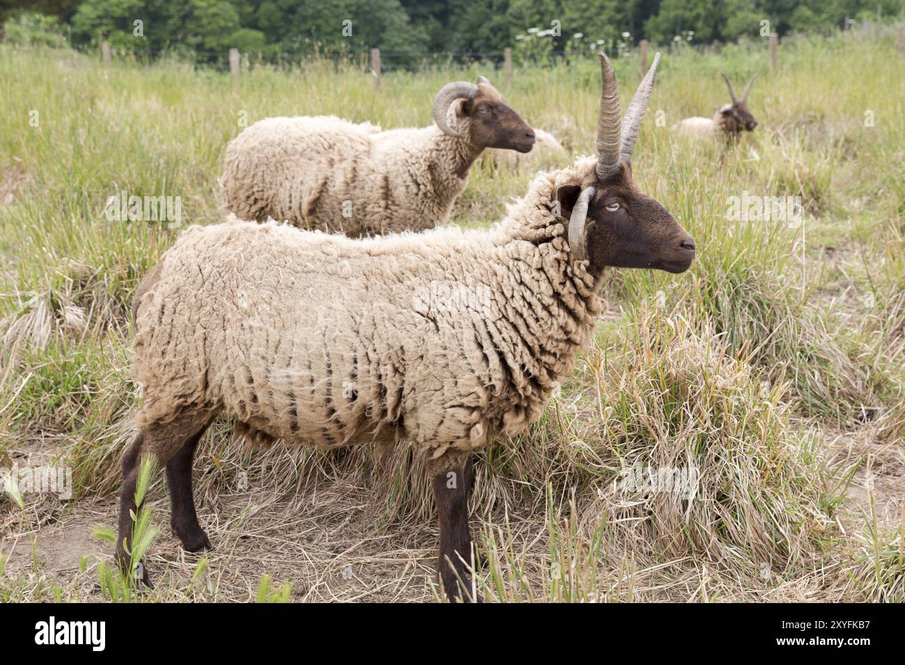 Jacob sheep in a meadow Stock Photo - Alamy