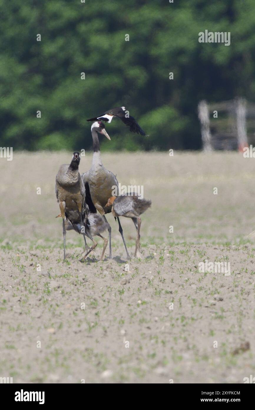 Lapwing against Common Crane on a field. Lapwing attacking crane family ...