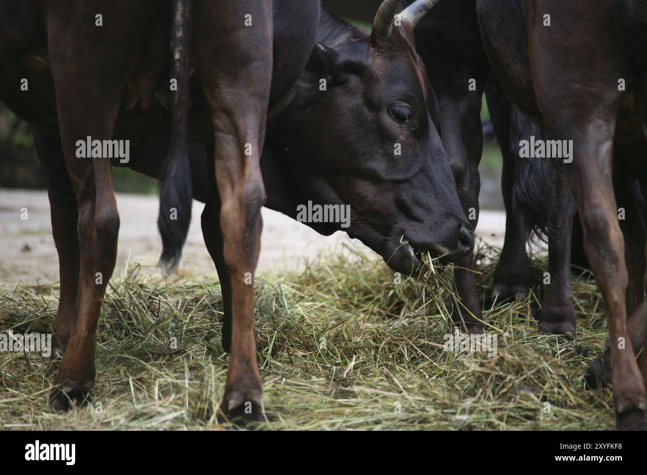 Humpback cattle bos indicus hi-res stock photography and images - Alamy