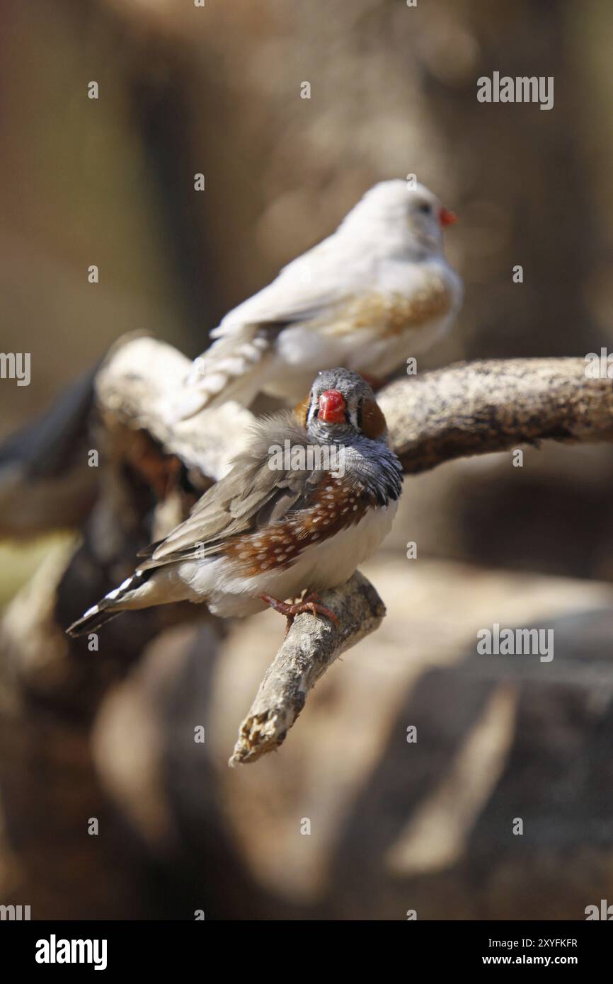 Australian finches hi-res stock photography and images - Alamy