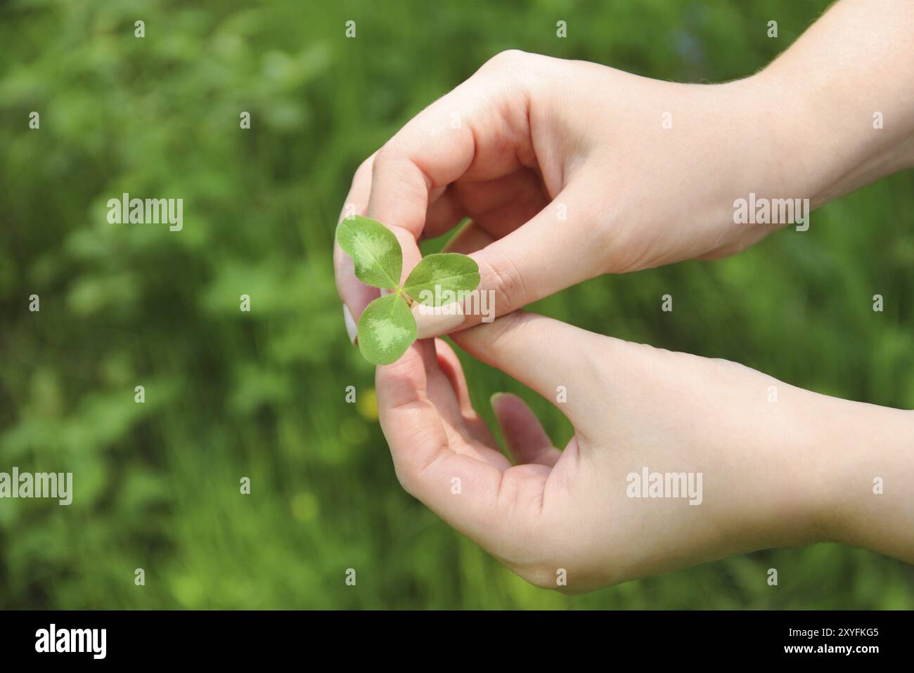 Four leaf clover one hand hi-res stock photography and images - Alamy