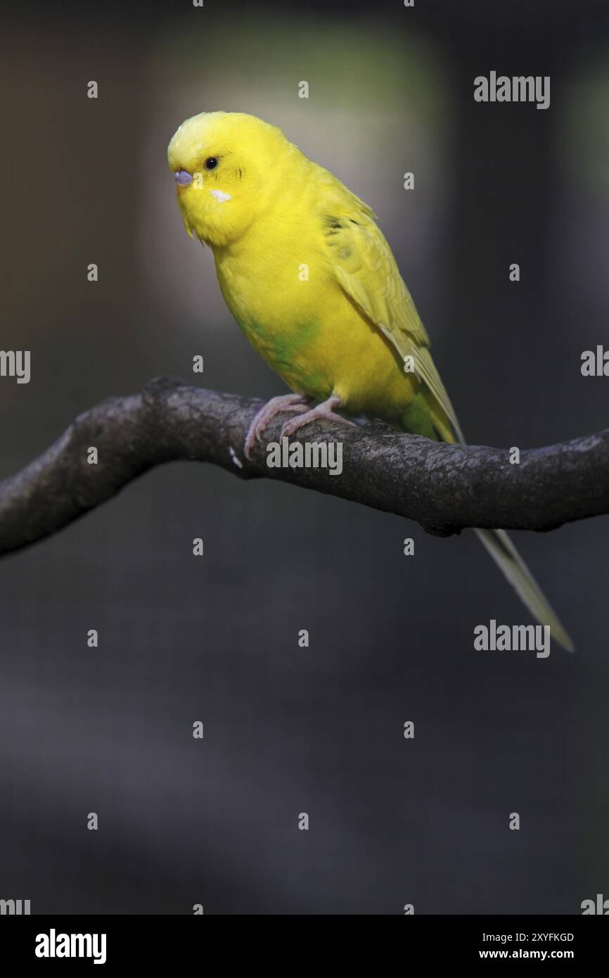 Yellow budgerigar on a branch Stock Photo - Alamy