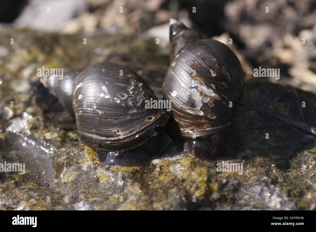 Pointed mud snails Stock Photo - Alamy