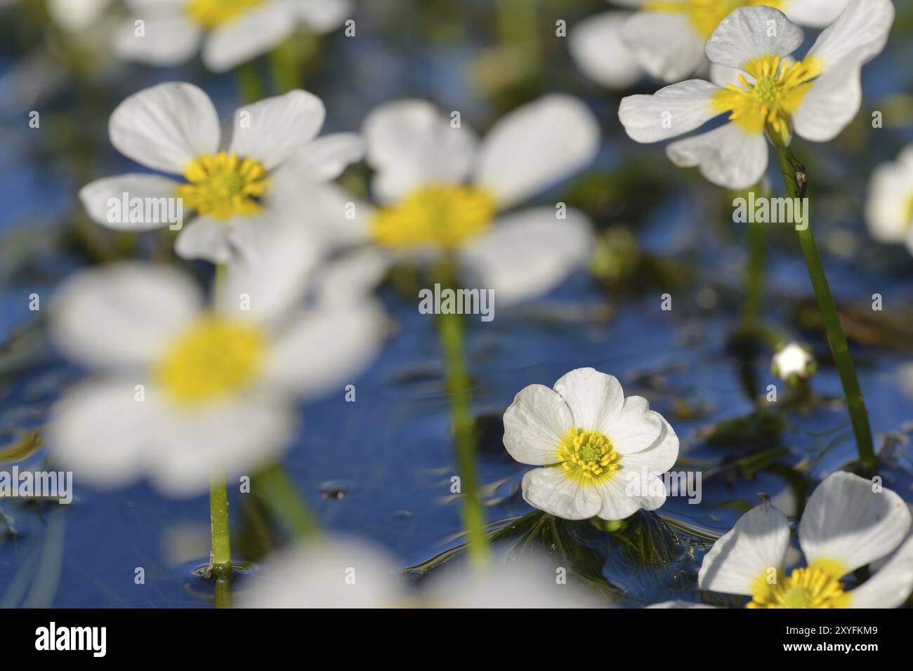 Common water-crowfoot in the Spree. Ranunculus aquatilis (common water ...