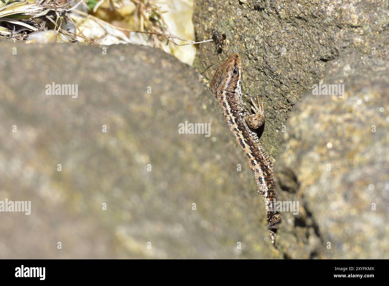 Sand lizard. Sand lizard sunbathing Stock Photo - Alamy