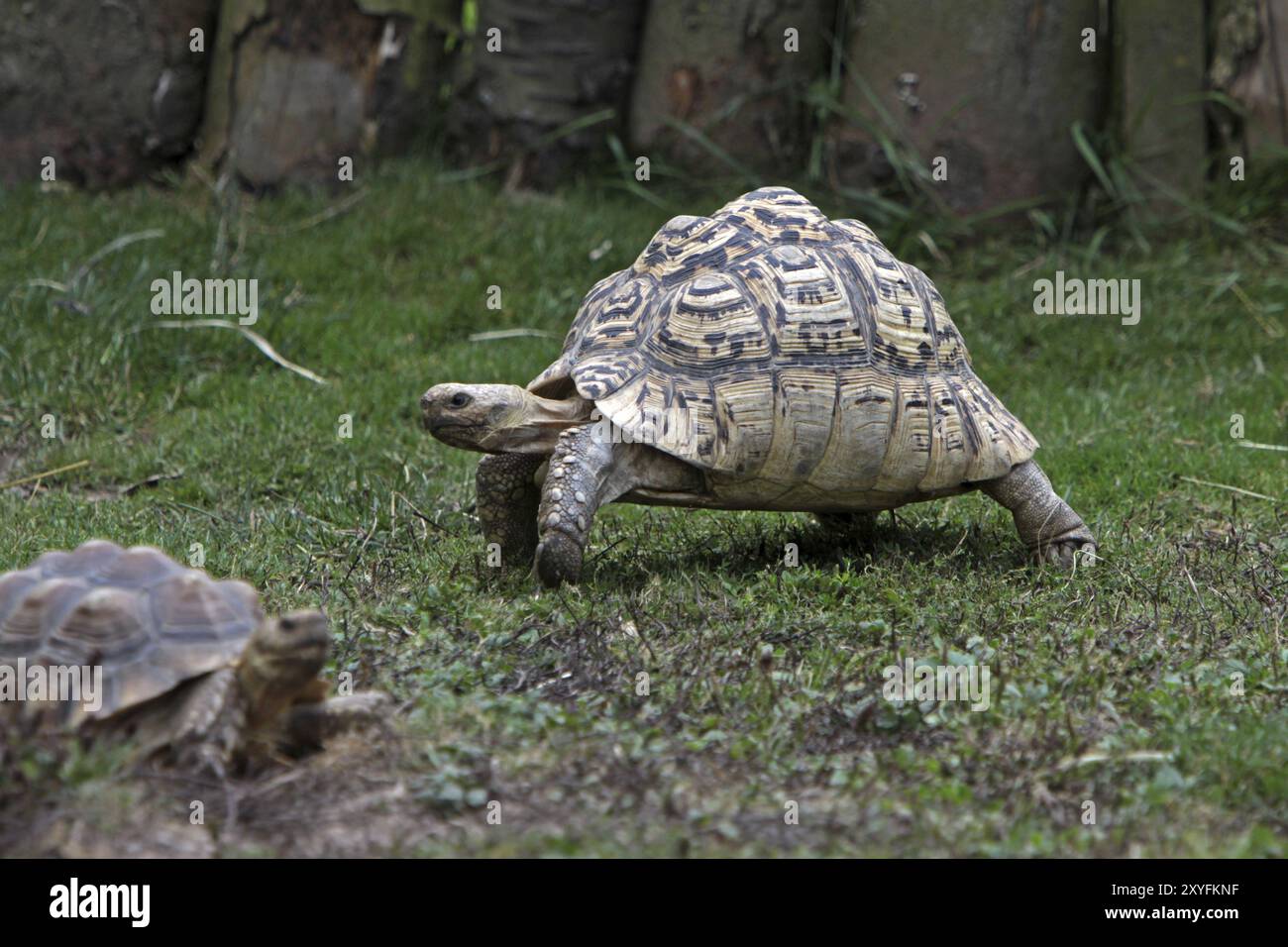 Panther turtle hi-res stock photography and images - Alamy