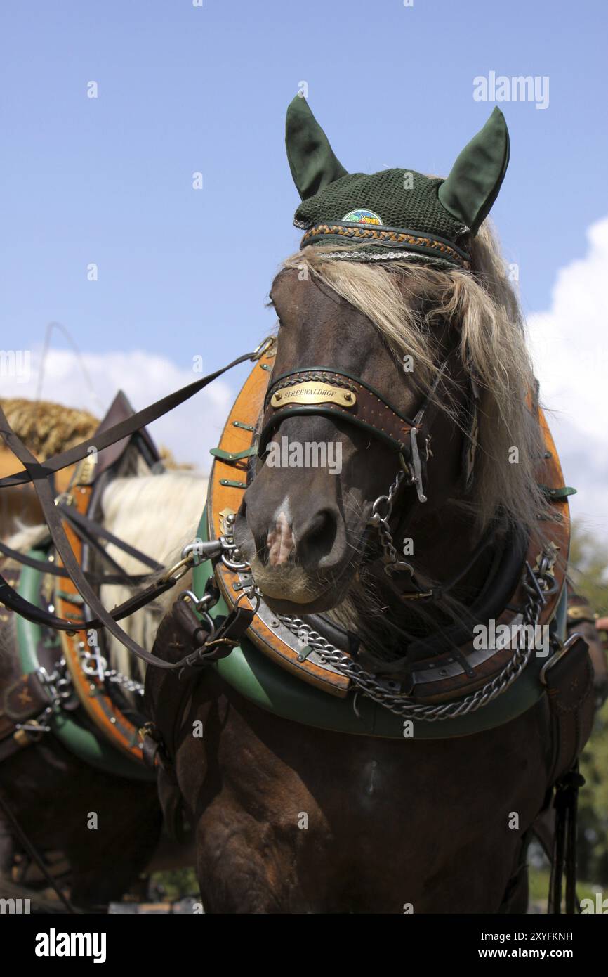 Noriker horse norico pinzgauer hi-res stock photography and images - Alamy