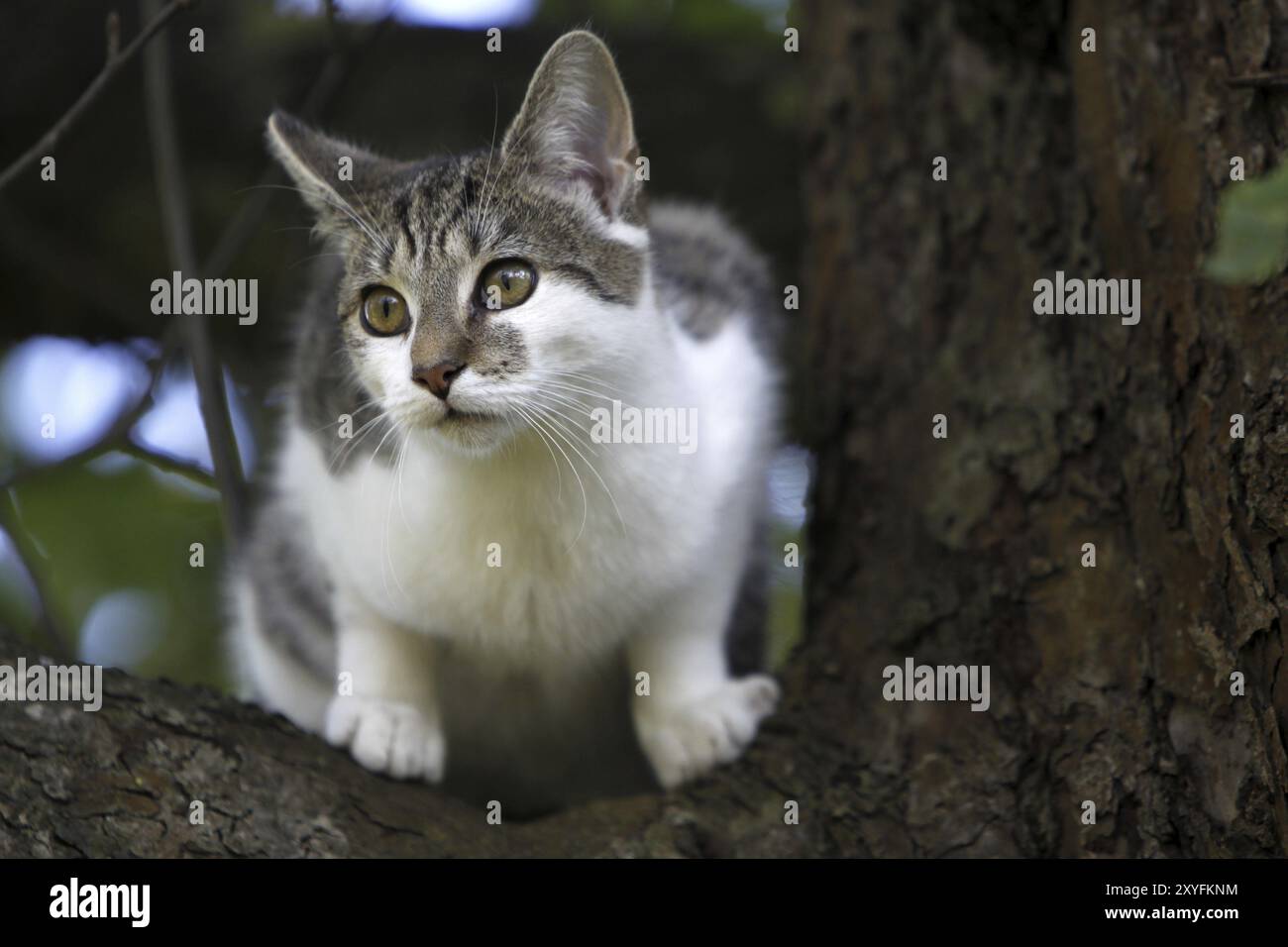 Climbing cat on a tree Stock Photo - Alamy
