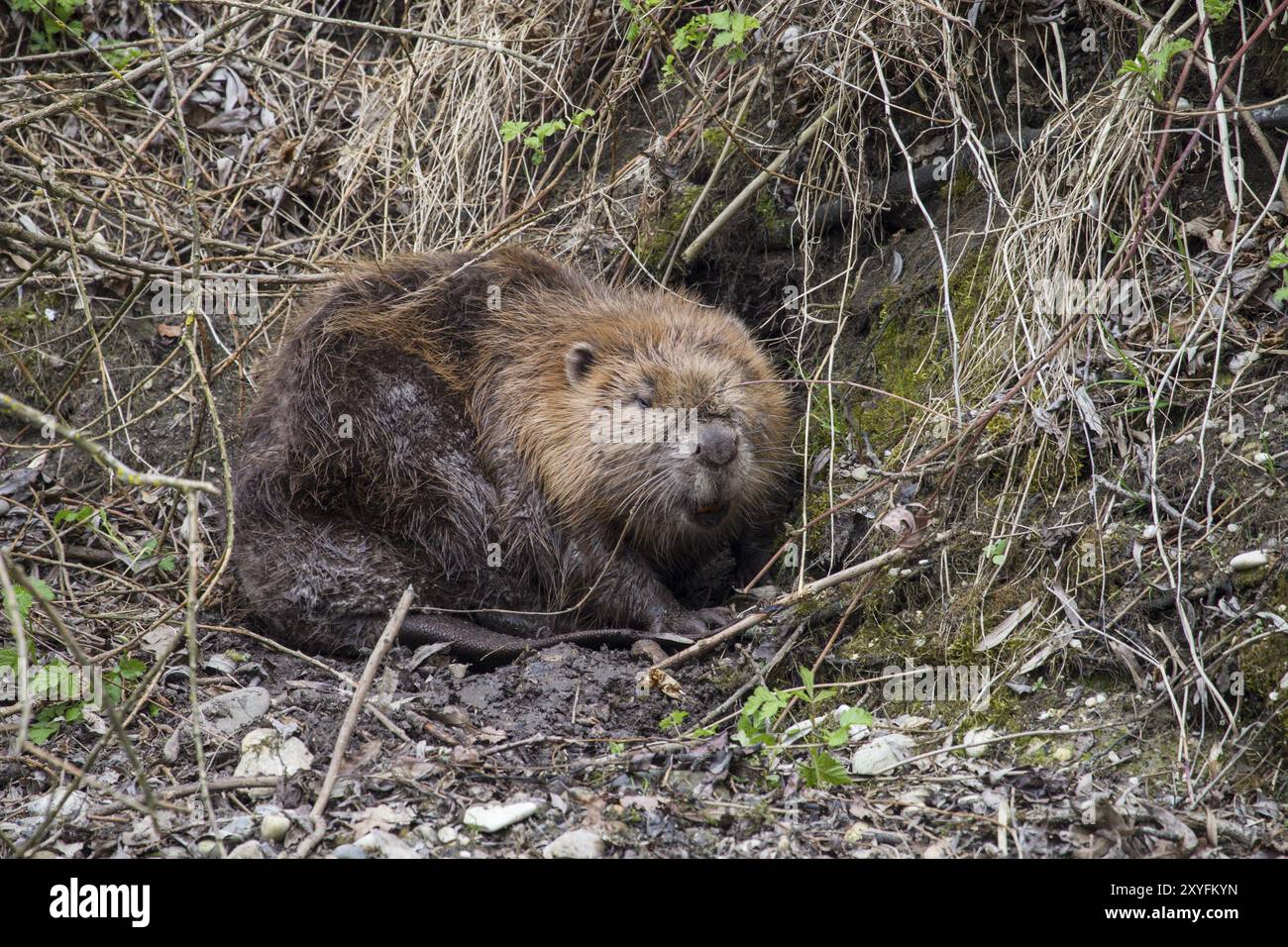 European beaver, Castor fibre, European Beaver Stock Photo - Alamy