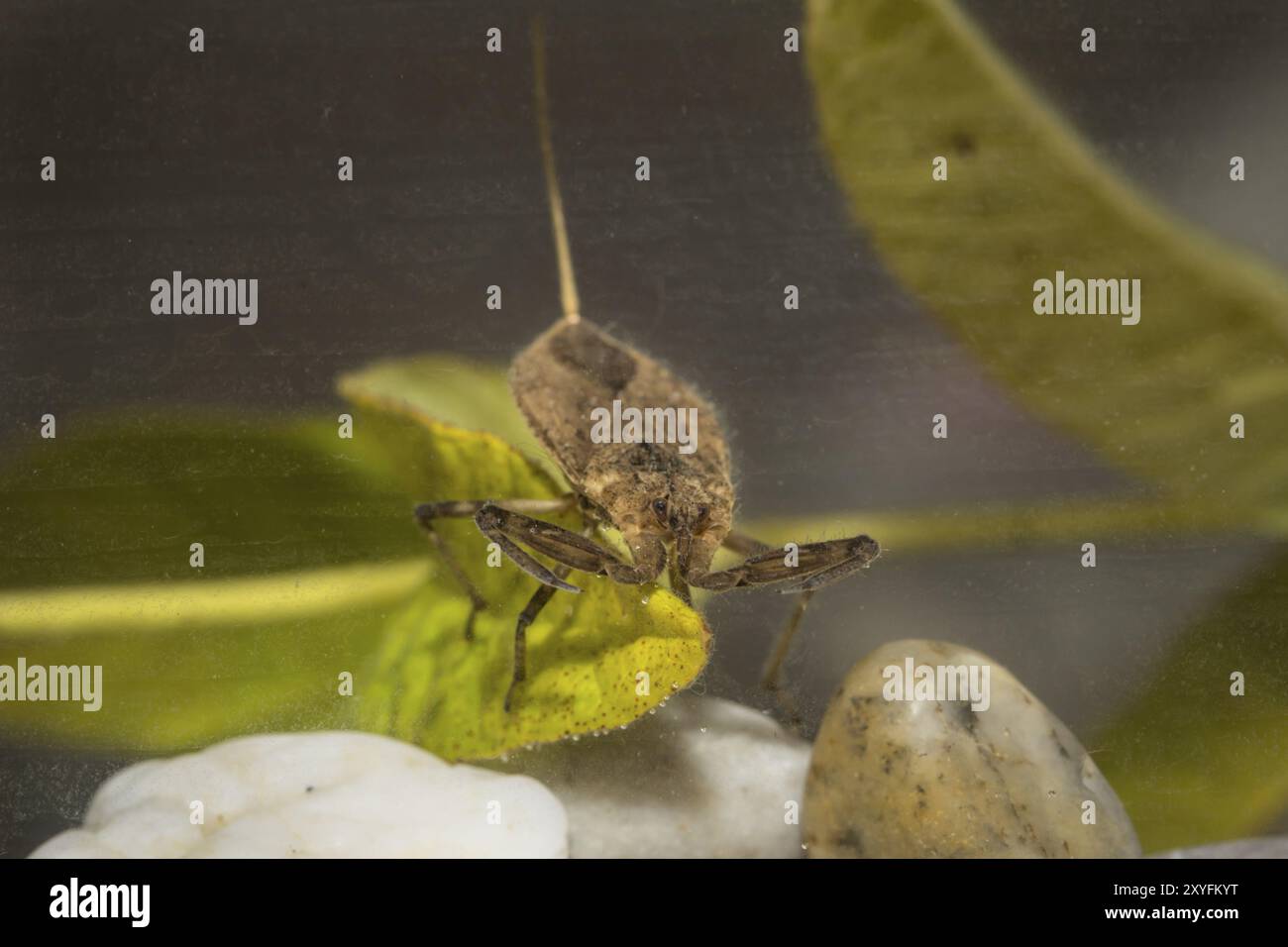 Water bug, Nepomorpha Stock Photo - Alamy