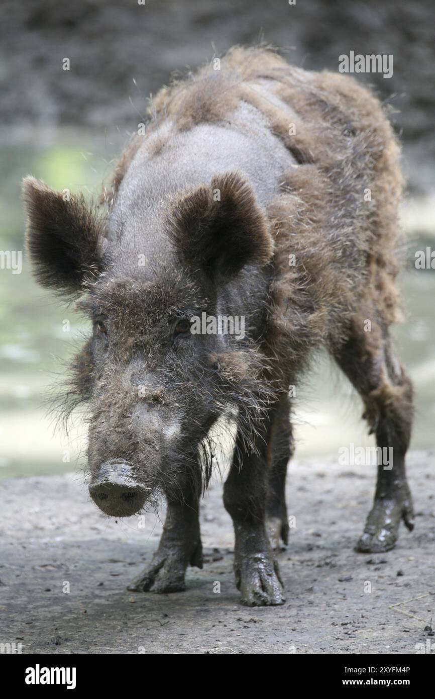 Shaggy wild boar Stock Photo - Alamy