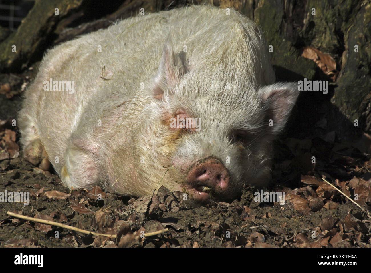 Animal sleeping loose hi-res stock photography and images - Alamy