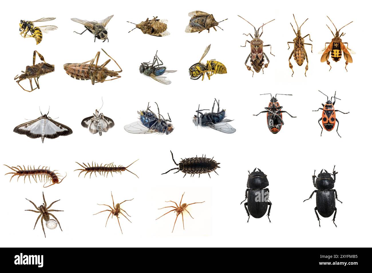 Mixed ground insects hi-res stock photography and images - Alamy