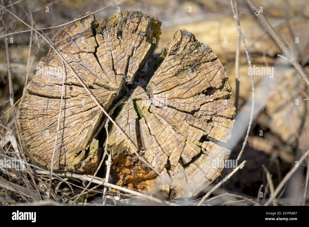 Old rotten felled tree hi-res stock photography and images - Alamy