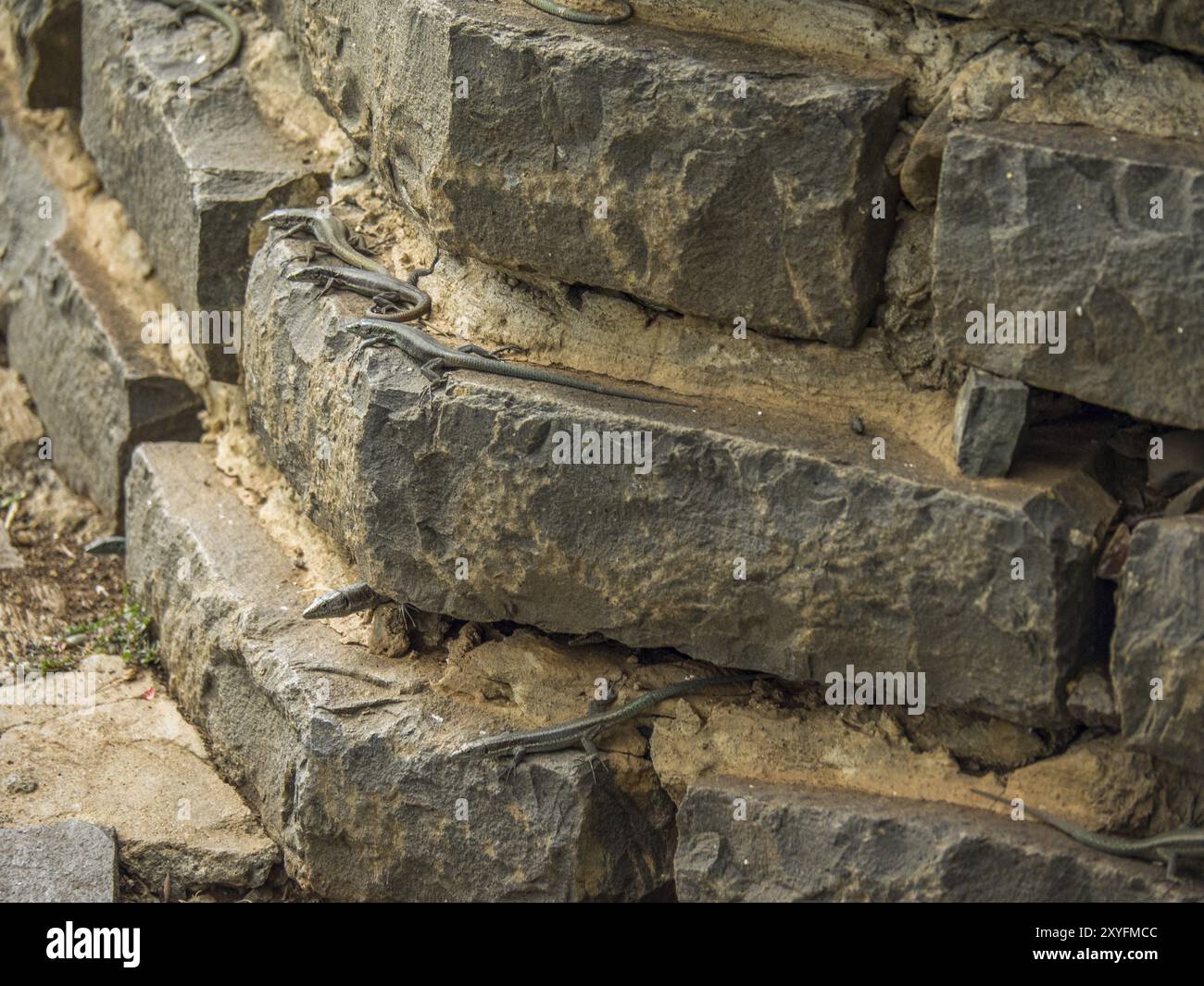 Rock wall with several lizards sitting in the cracks and exploring the ...