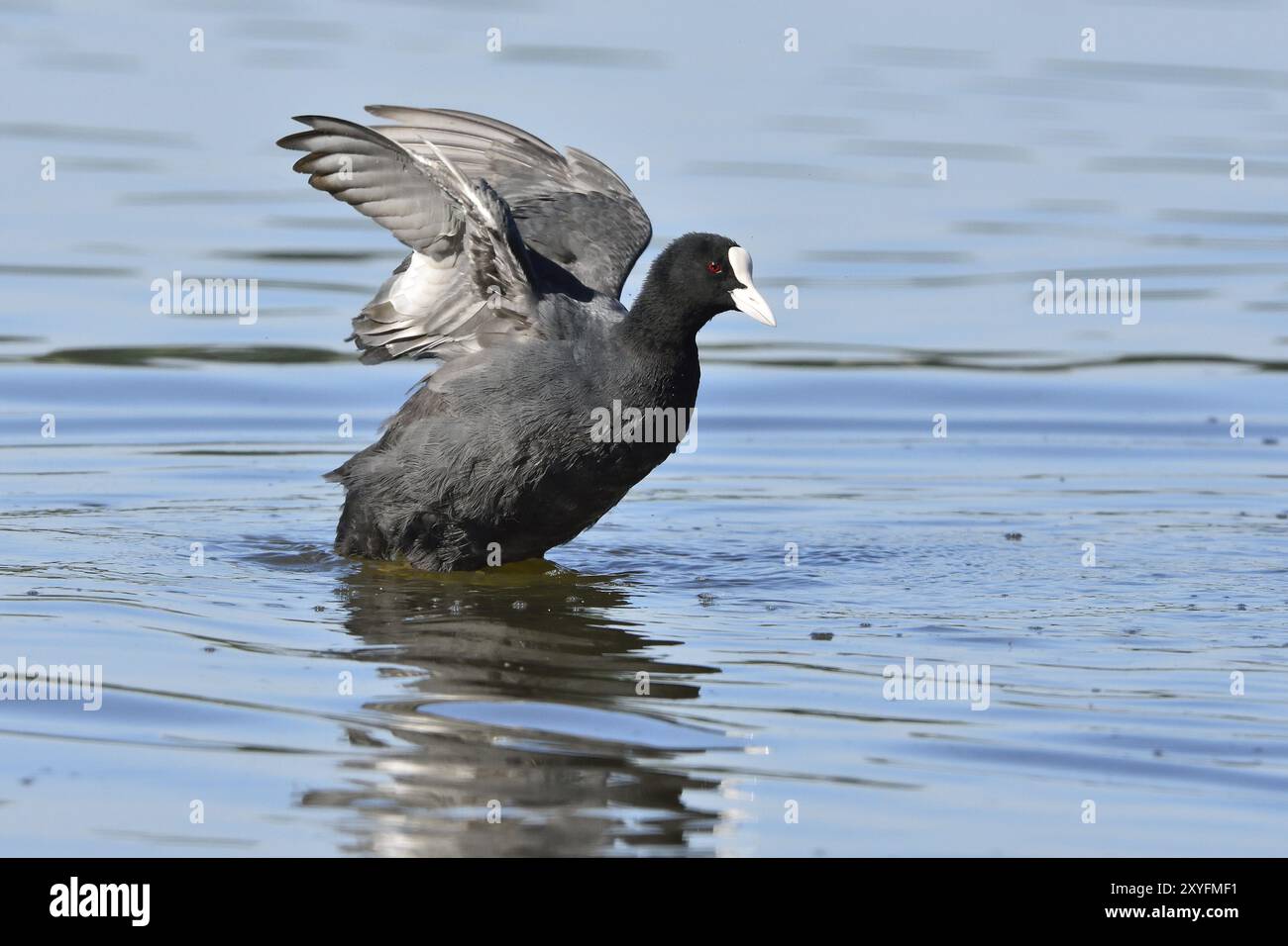 Eurasian coot in Upper Lusatia, Black coot, Fulica atra, Eurasian coot ...