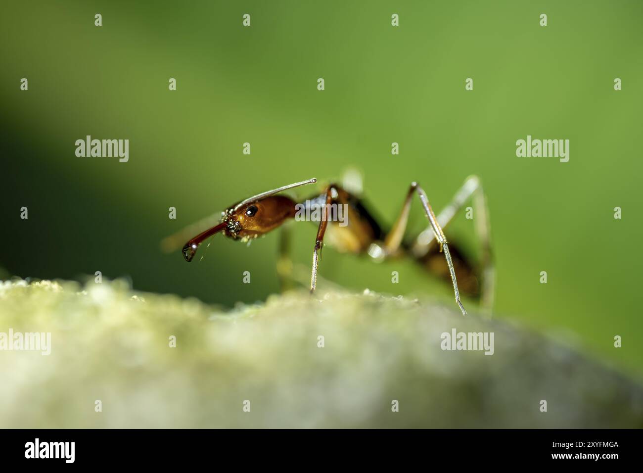 Snapping pine ant (Odontomachus sp.1) sitting on a leaf at night, at ...